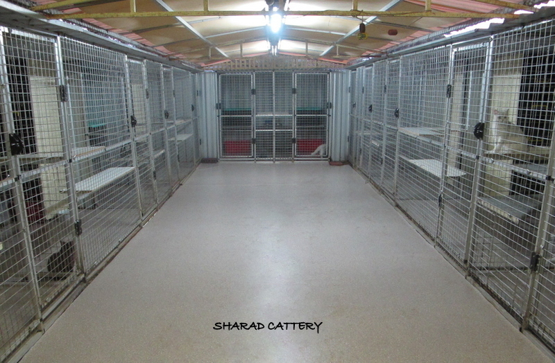 Sharad Cattery | Breeders of British Shorthair Cats